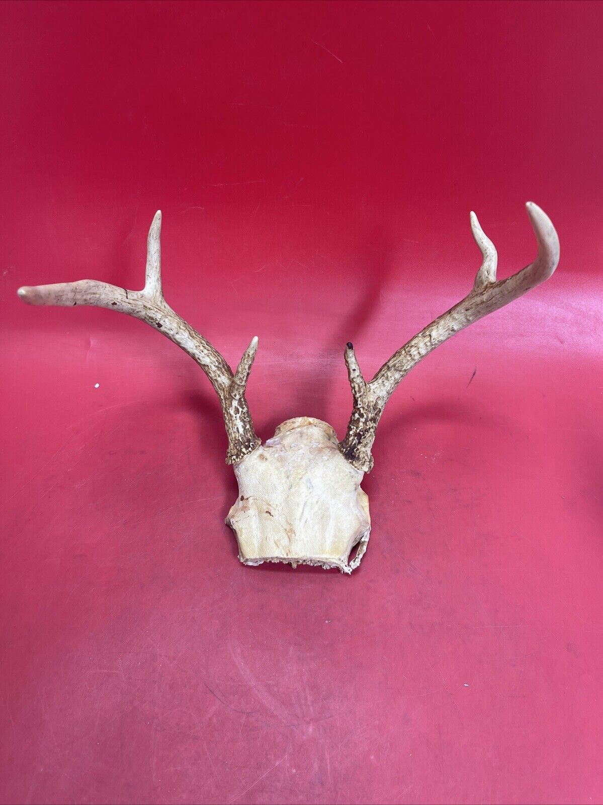 Vintage Antlers White Tailed Deer – Treasures1906